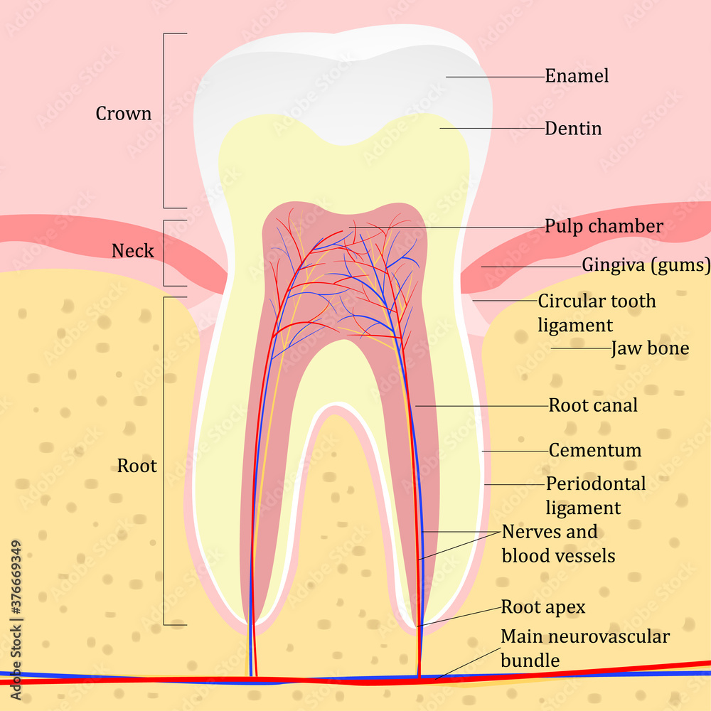 Tooth anatomy. Vector illustration Stock Vector | Adobe Stock