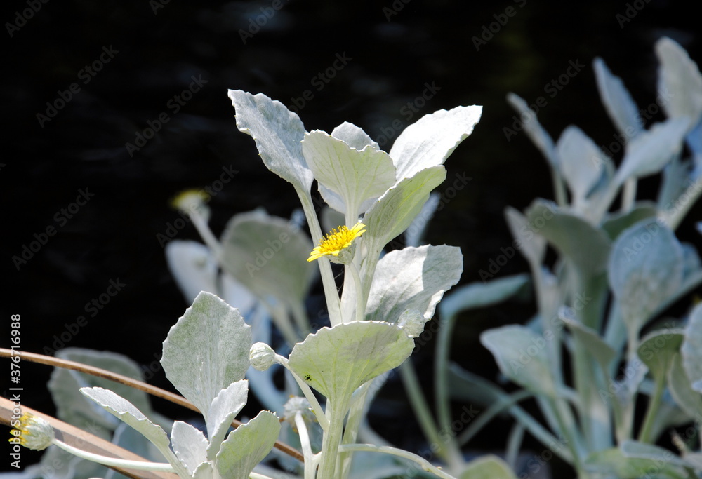 White-haired leaves and yellow flower of Cape or South African beach ...