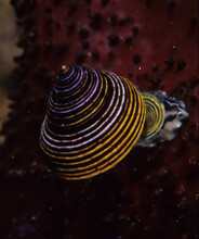 Rainbow Snail Free Stock Photo - Public Domain Pictures