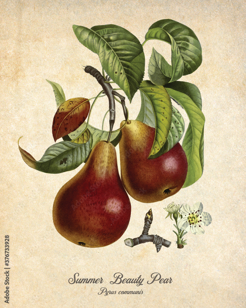 Botanical illustrations of fruits and vegetable Stock Illustration ...