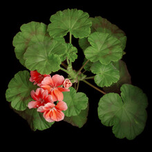 Coral Colored Geranium Flower Free Stock Photo - Public Domain Pictures