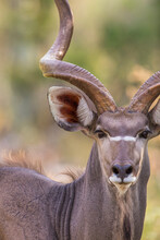 Kudu Free Stock Photo - Public Domain Pictures