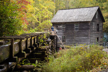 Mingus Tree Free Stock Photo - Public Domain Pictures