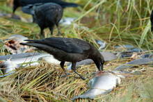Bears And Crows Free Stock Photo - Public Domain Pictures