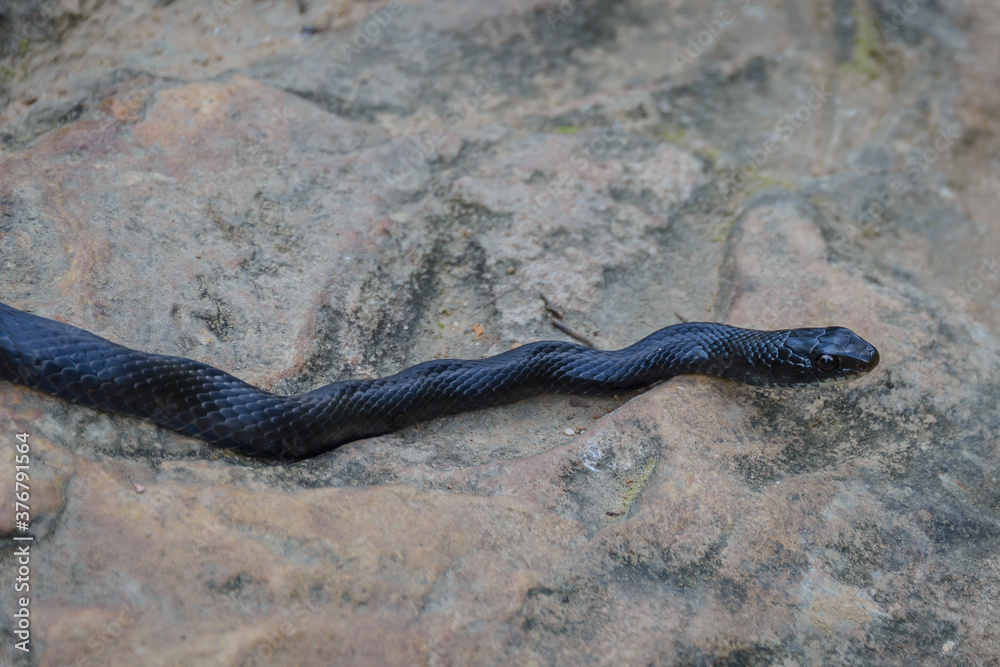 Black racer snake on the Crystal Mountain trail off the Winona Auto ...
