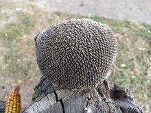 Photograph Of Wilted Sunflower Free Stock Photo - Public Domain Pictures