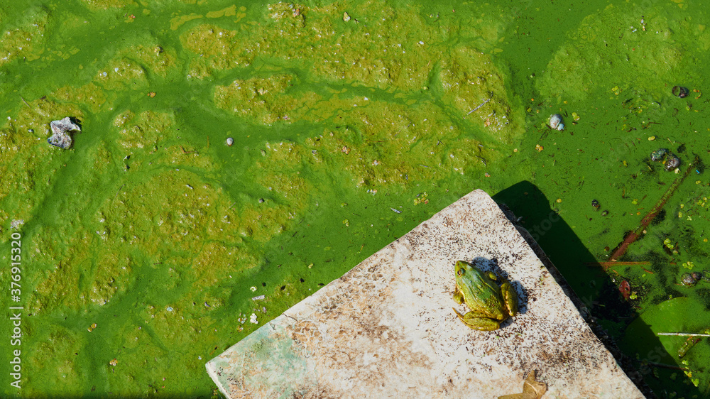 Green frog in the green pond on the plastic sheet. Green string algae ...