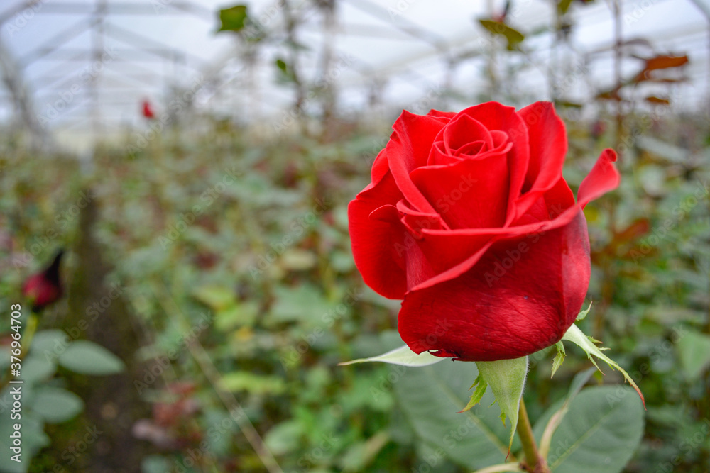 Foto de Stock cultivo de rosas rojas | Adobe Stock