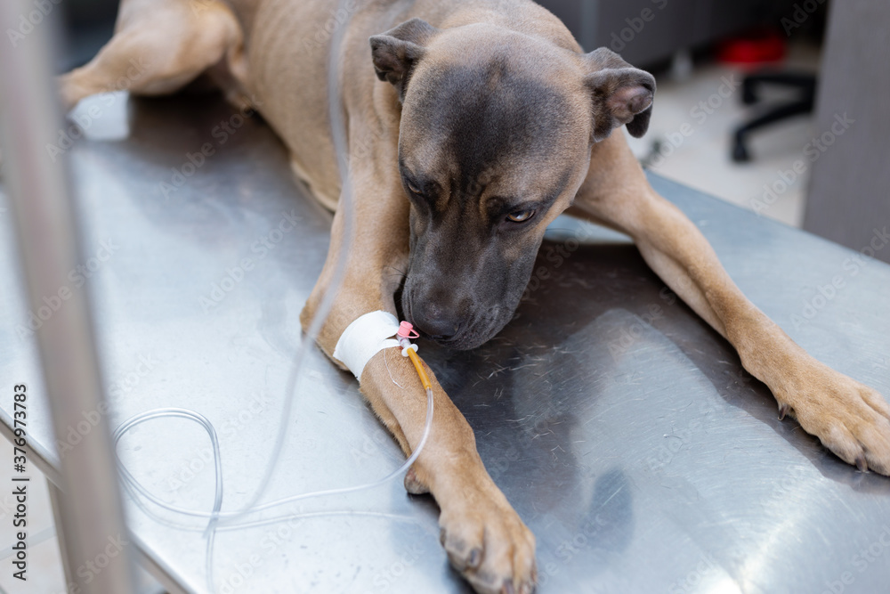 Serbian Defence Dog breed lying on veterinary table and gets ...