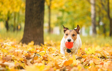 Happy Dogs Playing In Fall Leaves Free Stock Photo - Public Domain Pictures