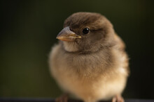 Chubby Sparrow Bird Free Stock Photo - Public Domain Pictures