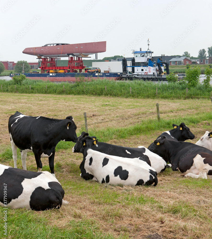 Cows on a Dutch dike. Transport of a aluminium hull. Pontoon. Tugboat ...