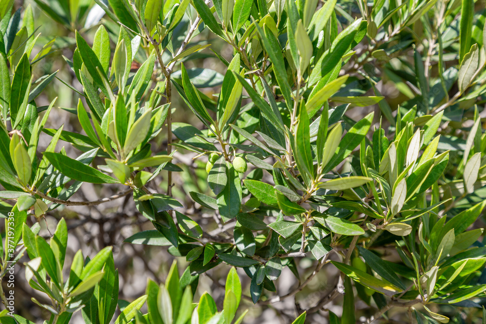 Green tree Olea Europaea of the family Oleaceae Stock Photo | Adobe Stock