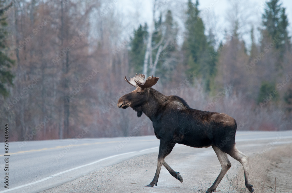 Moose Stock Photos. Moose crossing the highway in the winter season ...