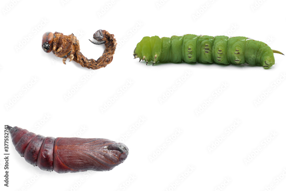 Transformation and the life cycle of a butterfly Hawk moth from the ...