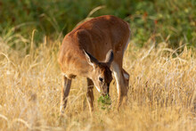 Yearling Fawn With Doe Free Stock Photo - Public Domain Pictures