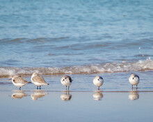 Sanderling Birds Free Stock Photo - Public Domain Pictures