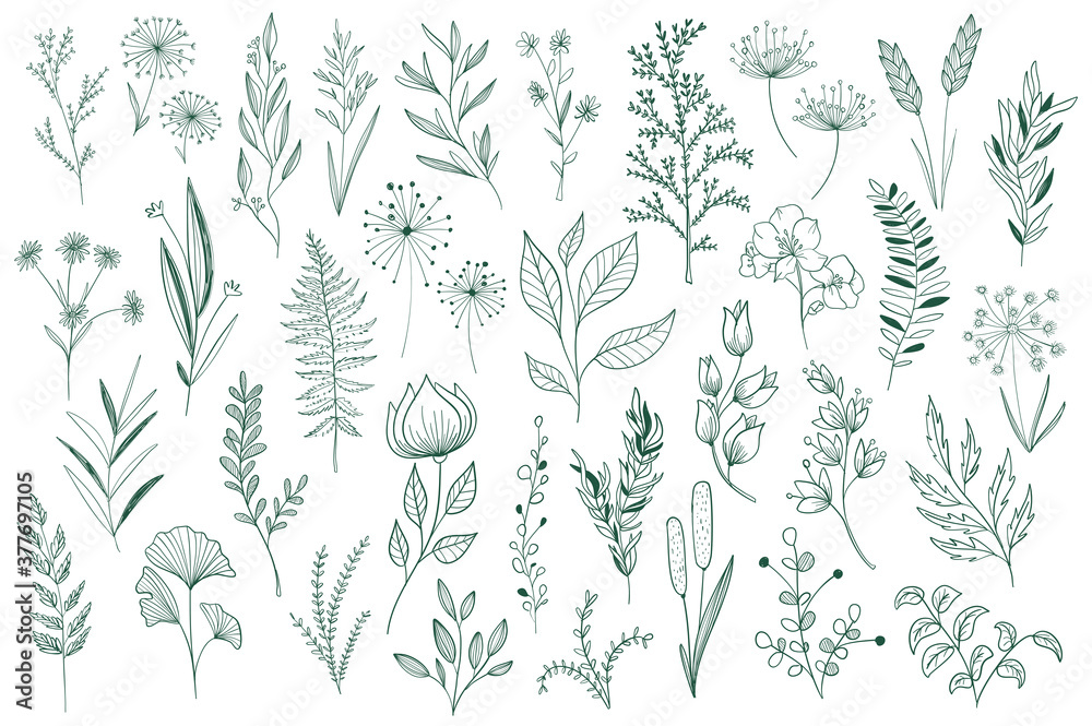 Hand drawn floral decorative elements set. Isolated pack of botanical ...