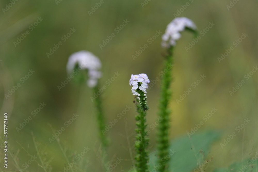 Heliotropium indicum, commonly known as Indian heliotrope, Indian ...