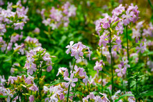 Pink Soapwort Flower Free Stock Photo - Public Domain Pictures
