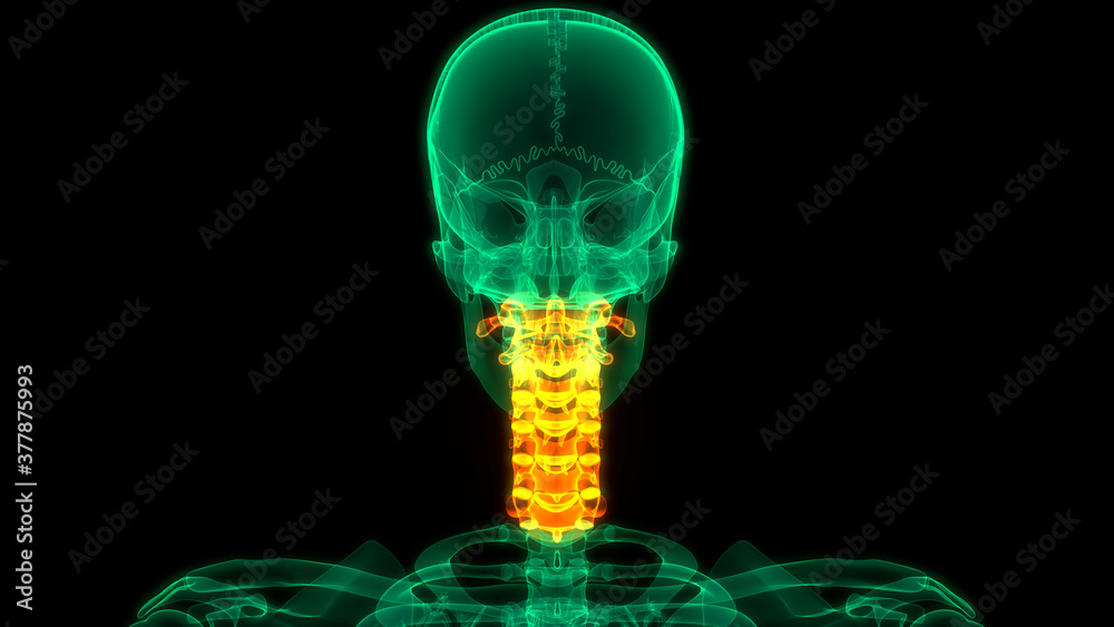 Spinal Cord Vertebral Column Cervical Vertebrae Of Human Skeleton 2570