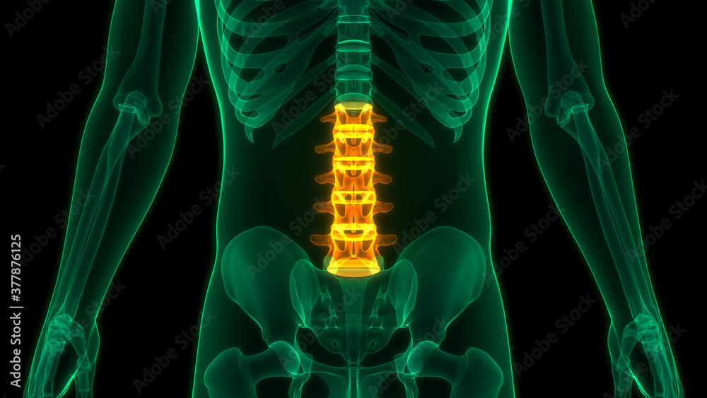 Spinal Cord Vertebral Column Lumbar Vertebrae of Human Skeleton System ...