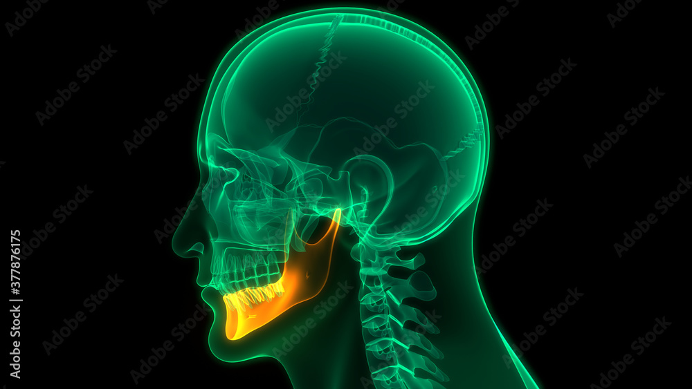 Human Skeleton System Skull Bone Parts Mandible Anatomy Stock ...