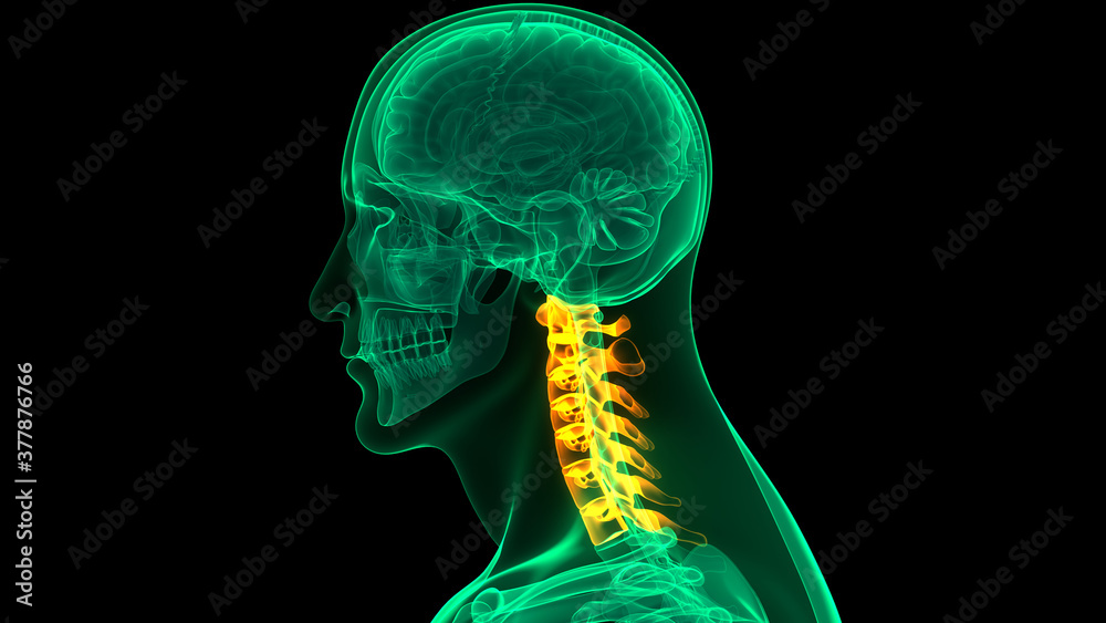 Ilustración de Stock Spinal Cord Vertebral Column Cervical Vertebrae of Human Skeleton System ...