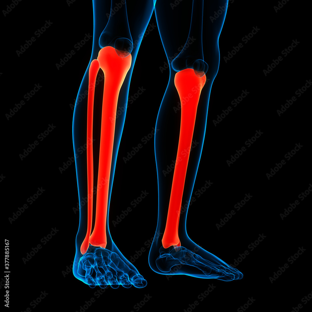 Human Skeleton System Tibia and Fibula Bone Joints Anatomy Stock ...