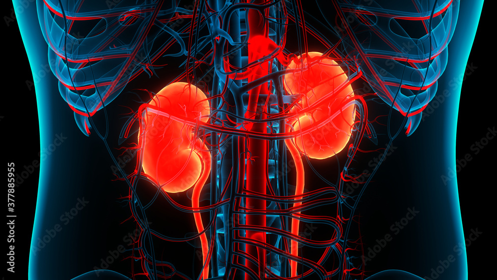 Human Urinary System Kidneys Anatomy Stock Illustration | Adobe Stock