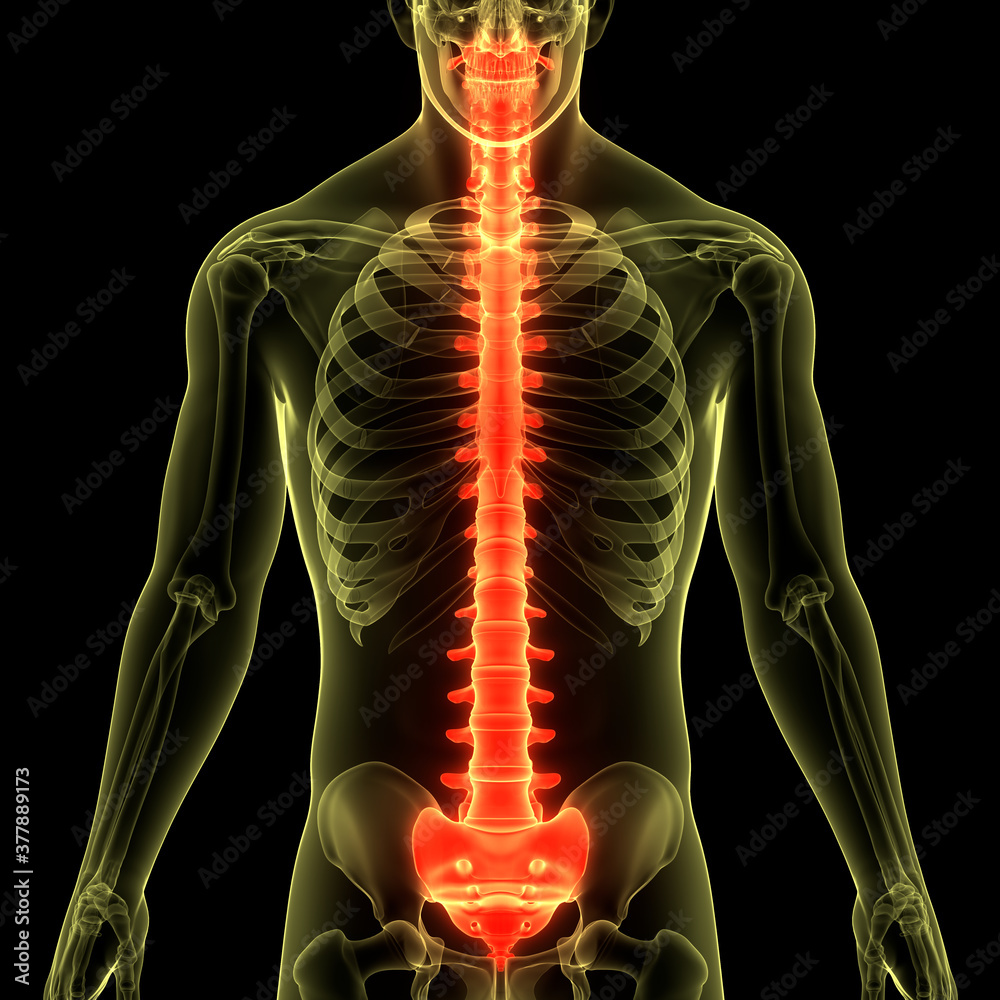 Spinal Cord Vertebral Column of Human Skeleton System Anatomy Stock ...