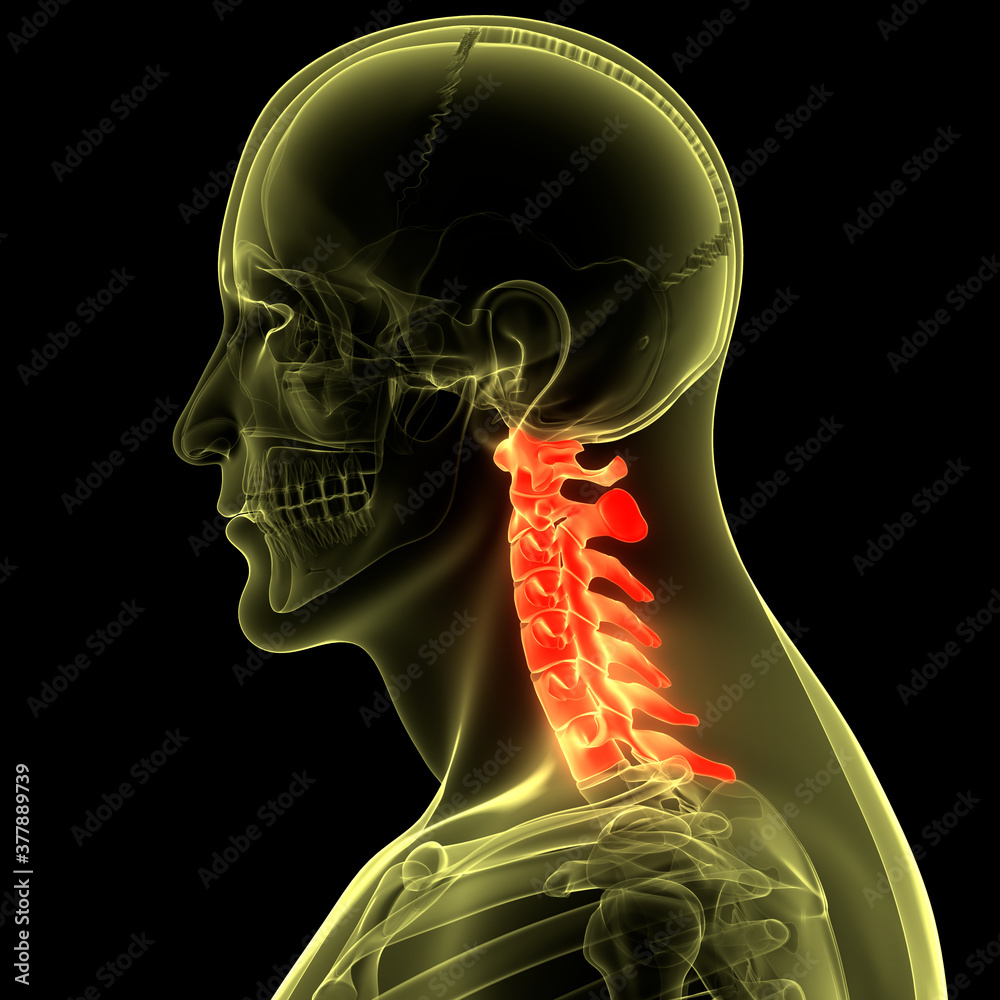 Ilustración de Stock Spinal Cord Vertebral Column Cervical Vertebrae of Human Skeleton System ...