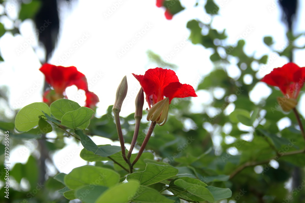 Photo Stock Red flower of Red Bauhinia or Nasturtium Bauhinia blooming ...