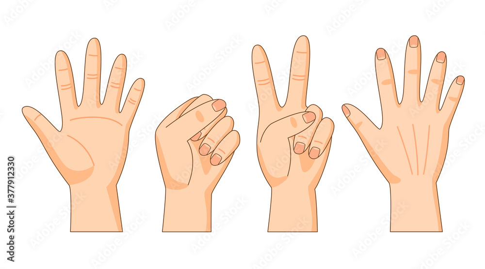 Front and back sides of hand, hand gestures, palm, fist, victory hand ...