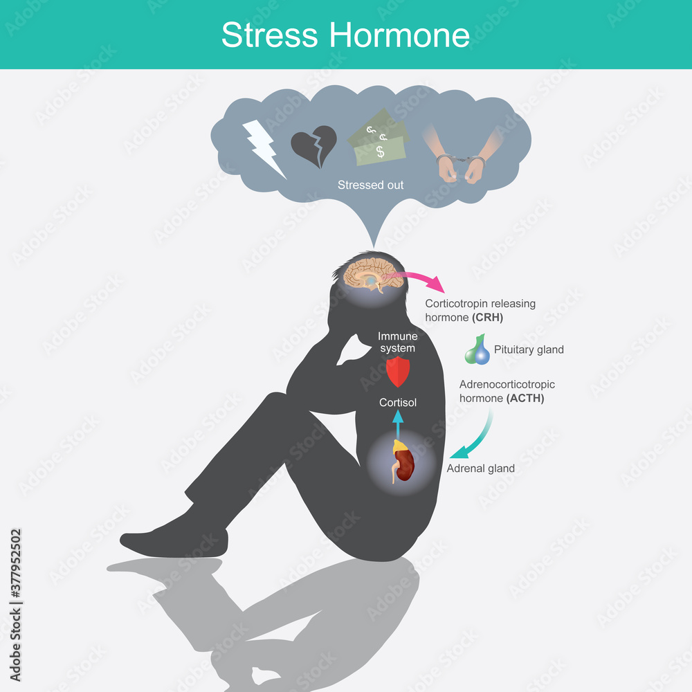 Стоковий вектор Stress Hormone. Diagram showing the stress response in ...