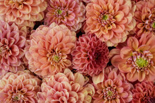 Peach And Yellow Dahlia Flower Free Stock Photo - Public Domain Pictures