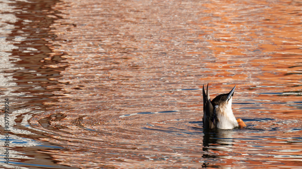Foto de Stock Female mallard duck, male, head under water feeding with ...