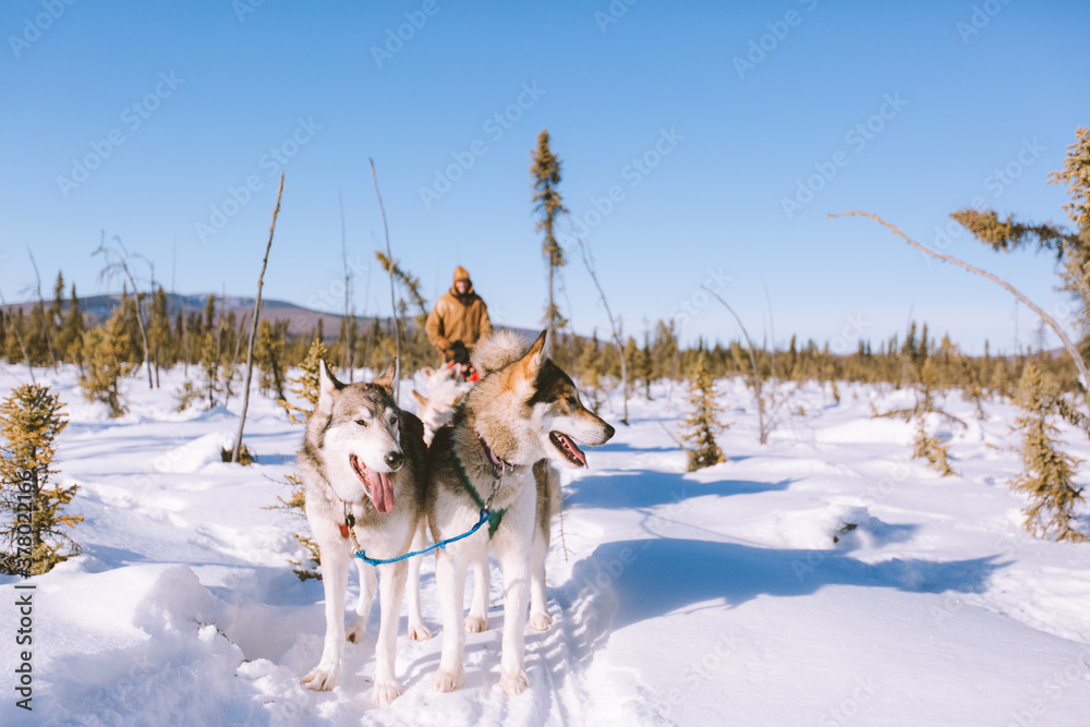 Dog Sled Adventure, Fairbanks, Alaska winter forest in March. A dog ...