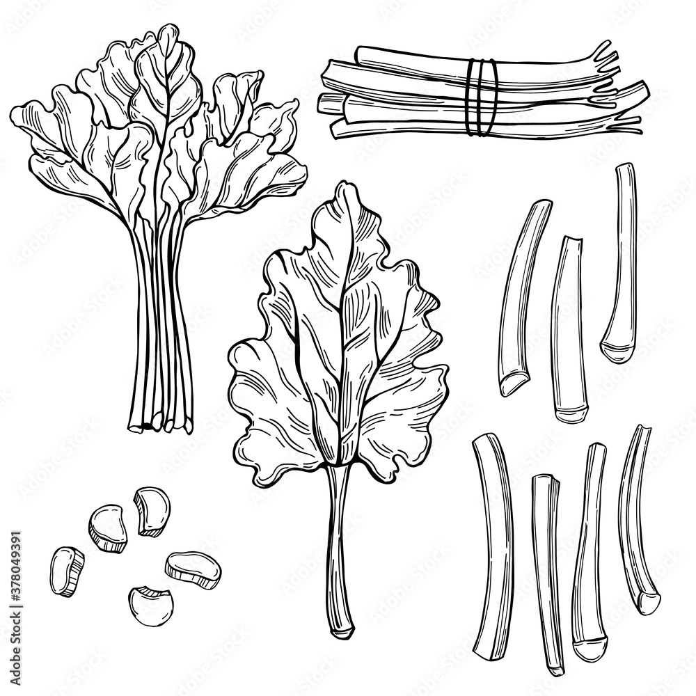 Hand drawn rhubarb on white background.Vector sketch illustration ...