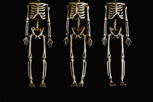 Headless Skeleton Free Stock Photo - Public Domain Pictures