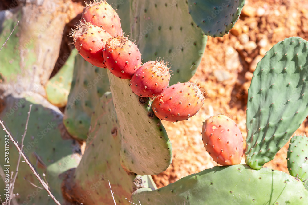 Prickly pear cactus close up with fruits in red color. Opuntia ...