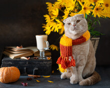 Cats Fall Autumn Poster Free Stock Photo - Public Domain Pictures