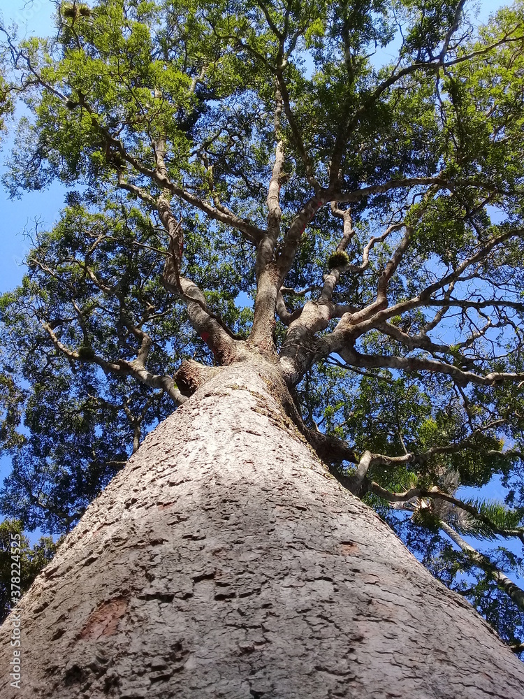 Copaiba tree native to the Atlantic Forest and Brazilian Cerrado ...