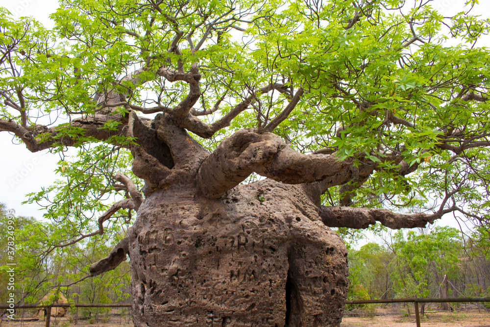 Famous Boab Prison Tree,a large hollow Adansonia gregorii (Boab) tree ...