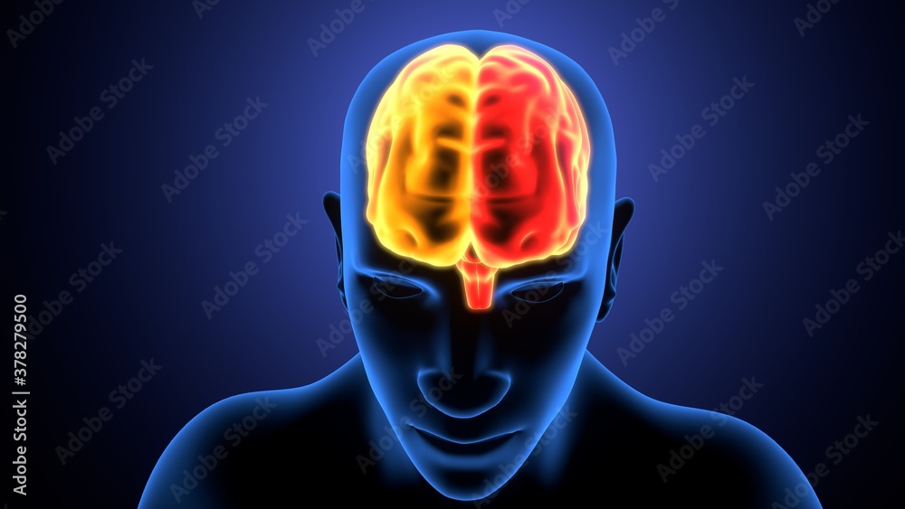 3d render of human body organ brain anatomy. Stock Illustration | Adobe ...
