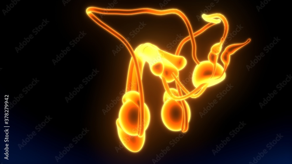 3d render of male reproductive system anatomy . Stock Illustration ...