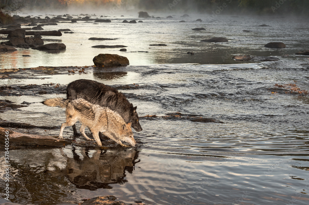 Grey Wolf (Canis lupus) and Black Phase Wolf Stand Noses to Water on ...