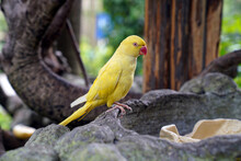 Kramer Parrot Free Stock Photo - Public Domain Pictures
