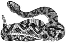 Rattlesnake Free Stock Photo - Public Domain Pictures