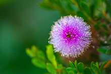 Red Celosia Flower And Bee Free Stock Photo - Public Domain Pictures